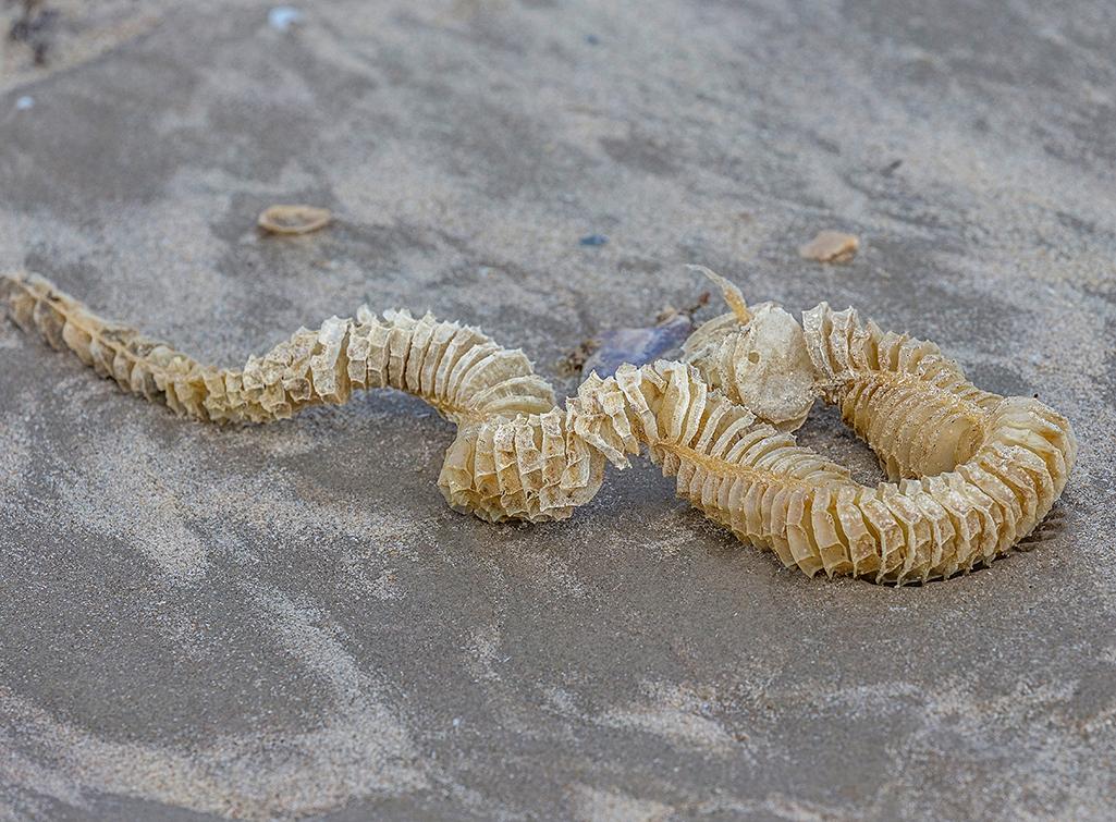 Beachcombing, Fishing, Boating, Paddling, Swimming, Windsurfing, And ...