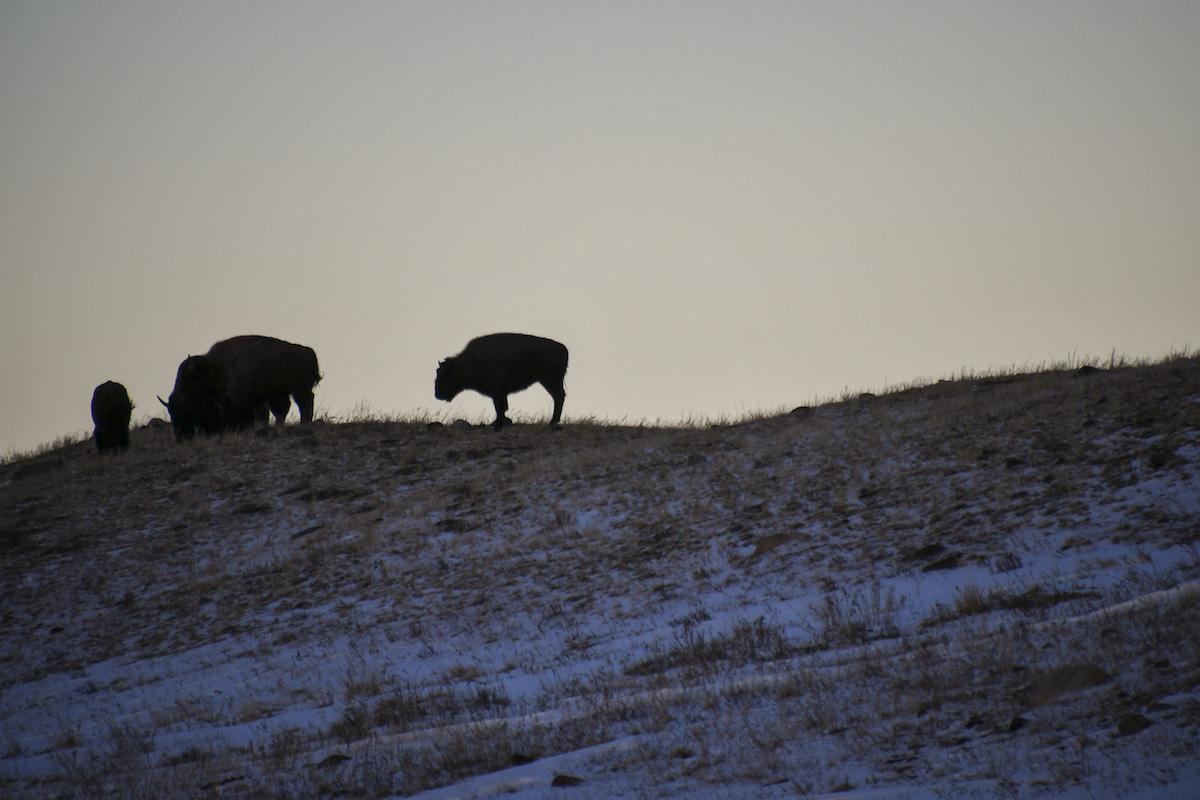 Bison Return To Waterton Lakes National Park