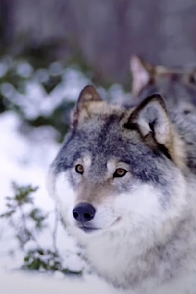 Isle Royale National Park | National Parks Traveler